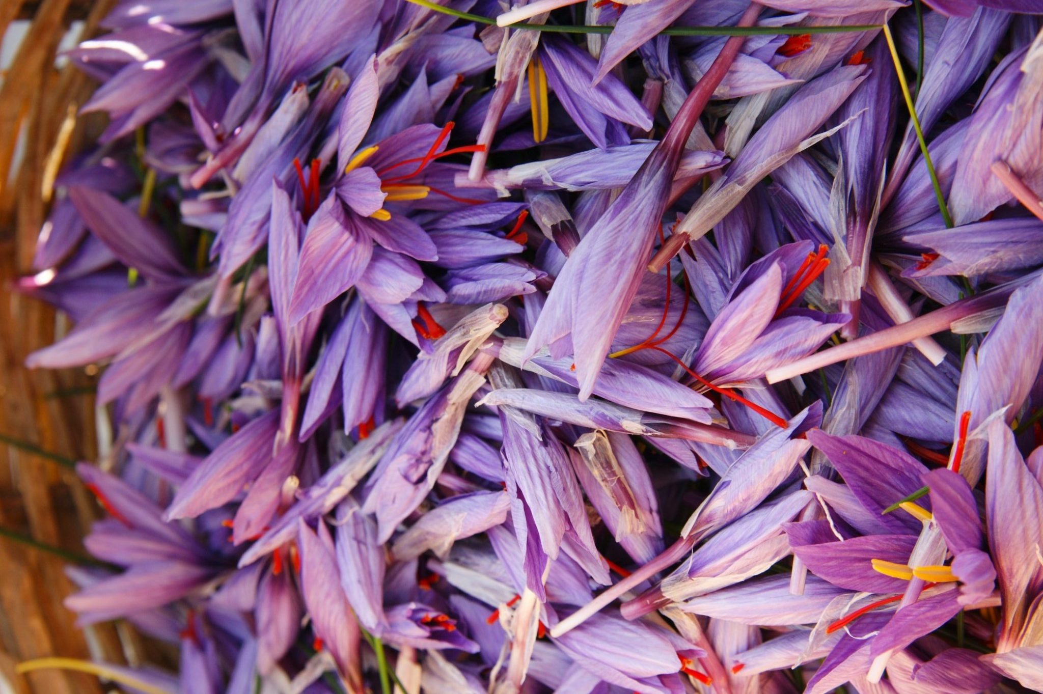 All About Spanish Saffron | Basco